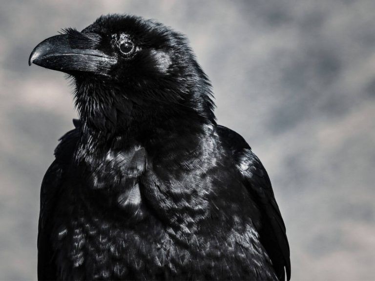 Spiritual Meaning of Crows - Symbolism | KarinasTarot.com