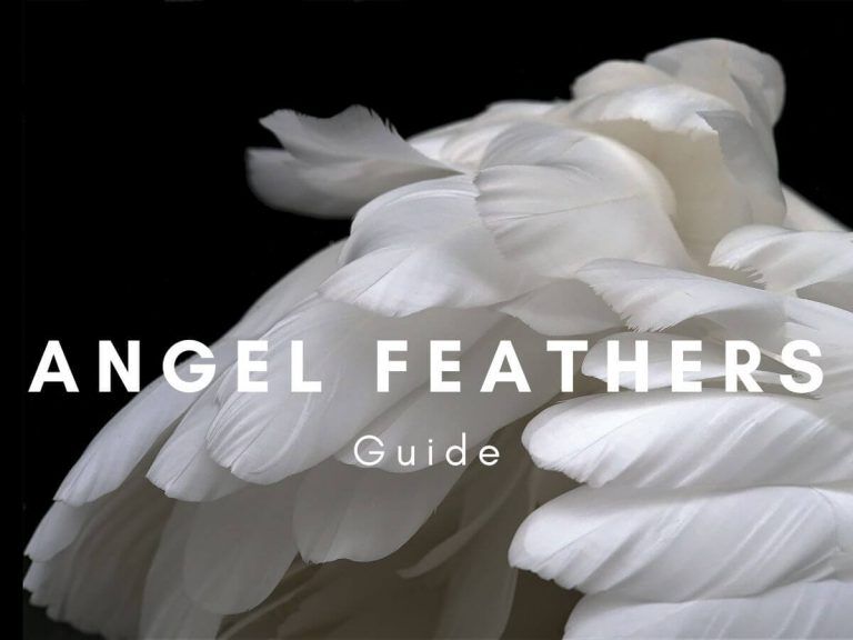 All About Angel Feathers | KarinasTarot.com